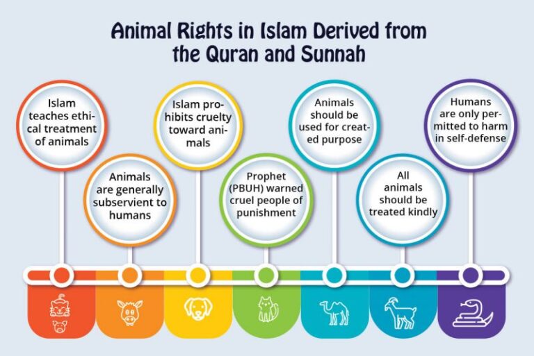 Animal Rights in Islam - Islamic Perspective | Quran For kids