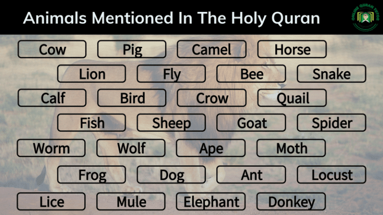 Animals Mentioned In The Holy Quran | Quran For kids